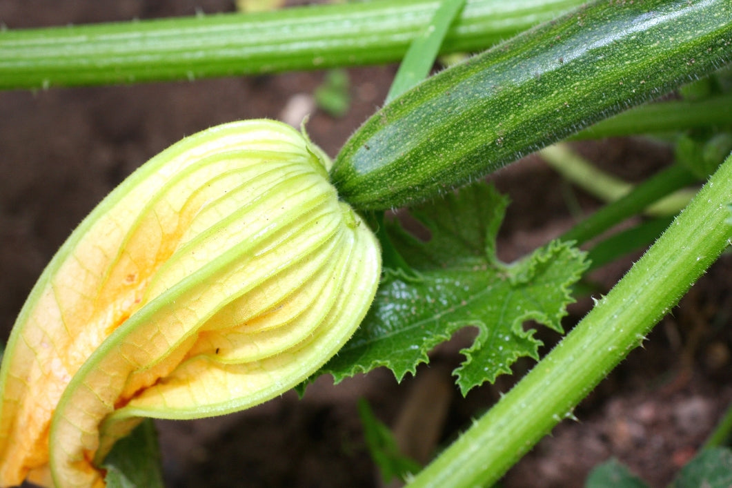 Italian Zucchini Squash Italian Striped Zucchini, Summer Squash,