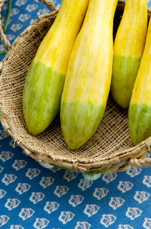 Zucchini Yellow/Green Zephyr Squash – Sweet Corn Organic Nursery