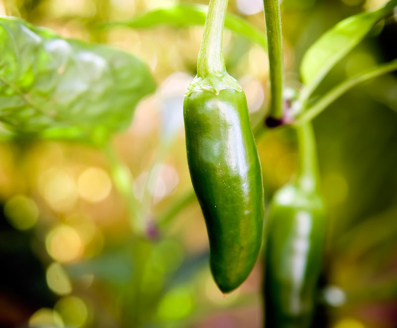 Fooled You Pepper Seed – Sweet Corn Organic Nursery