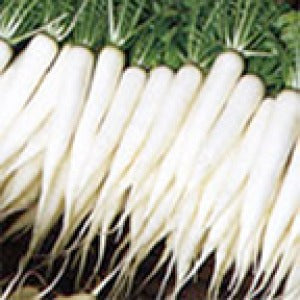 Mino Early Spring Heirloom Radish Seed – Sweet Corn Organic Nursery