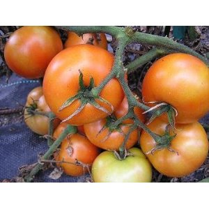 Mountain Princess Heirloom Tomato Seed – Sweet Corn Organic Nursery