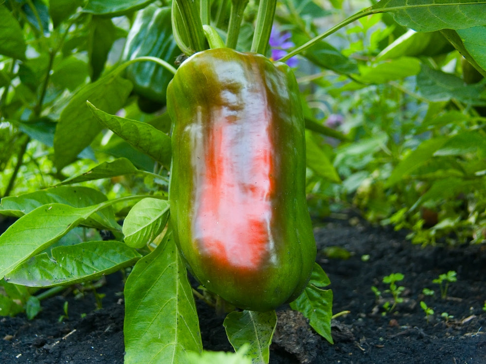 Napoleon Heirloom Certified-Organic Pepper Seed – Sweet Corn Organic ...