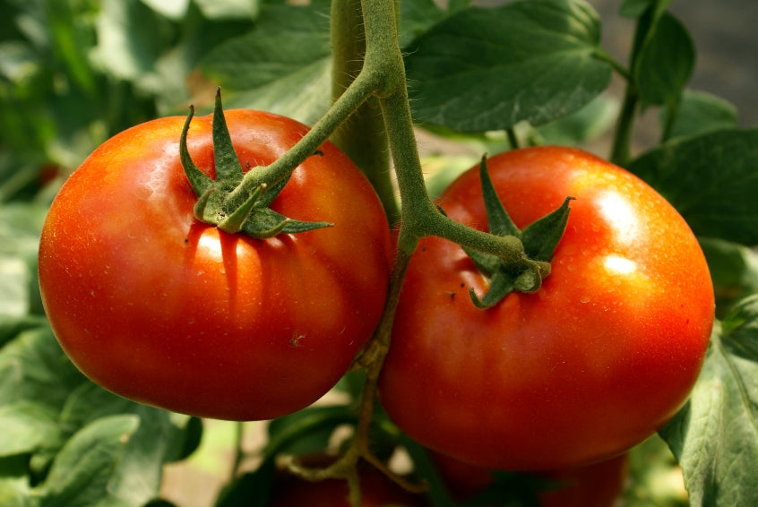 Neptune Heirloom Certified-Organic Tomato Seed – Sweet Corn Organic Nursery