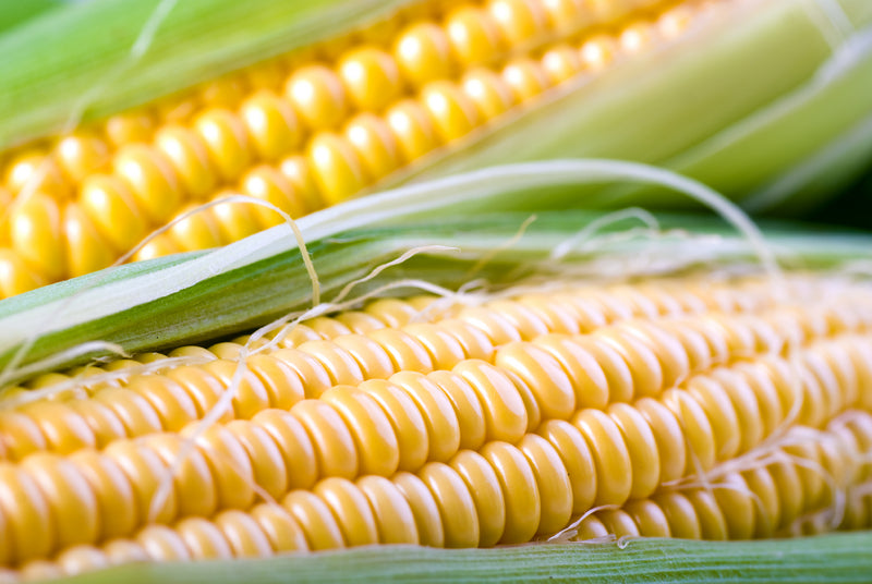 corn seeds | buy corn seeds | where to buy corn seeds | corn seeds for ...