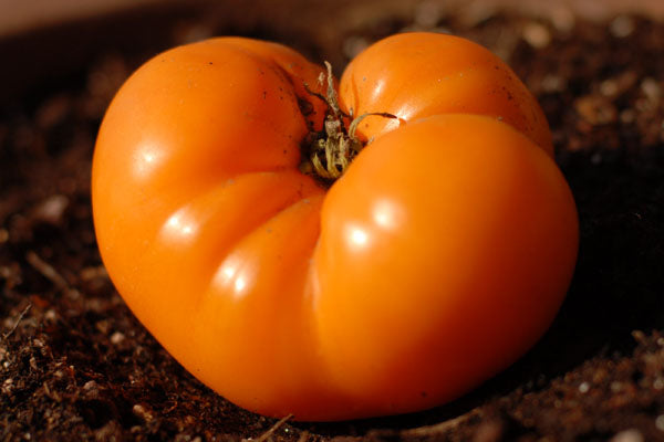 Persimmon Heirloom Tomato Seed – Sweet Corn Organic Nursery