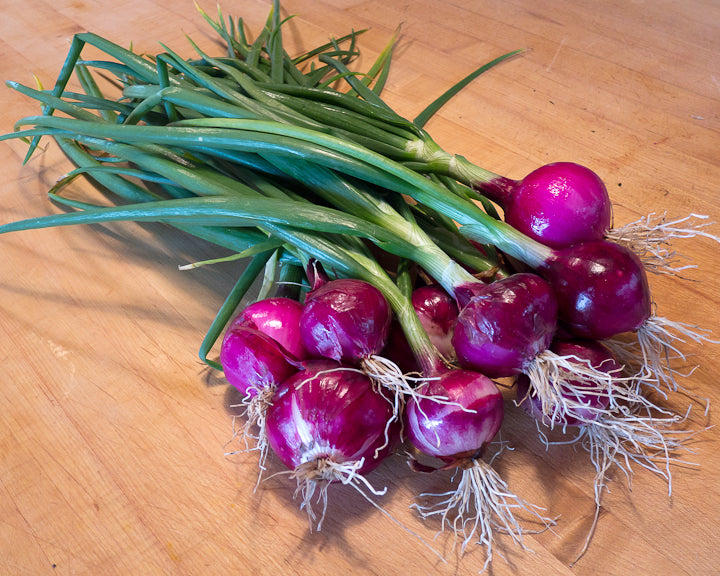 Purplette Mini Red Heirloom Onion Seed – Sweet Corn Organic Nursery
