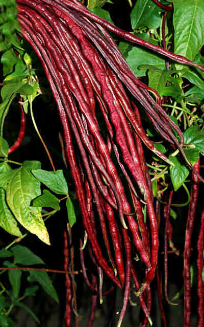 Red Noodle Asparagus Heirloom Bean Seed – Sweet Corn Organic Nursery