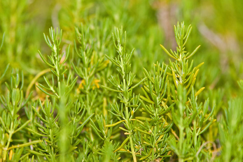 Saltwort Heirloom Herb Seed – Sweet Corn Organic Nursery