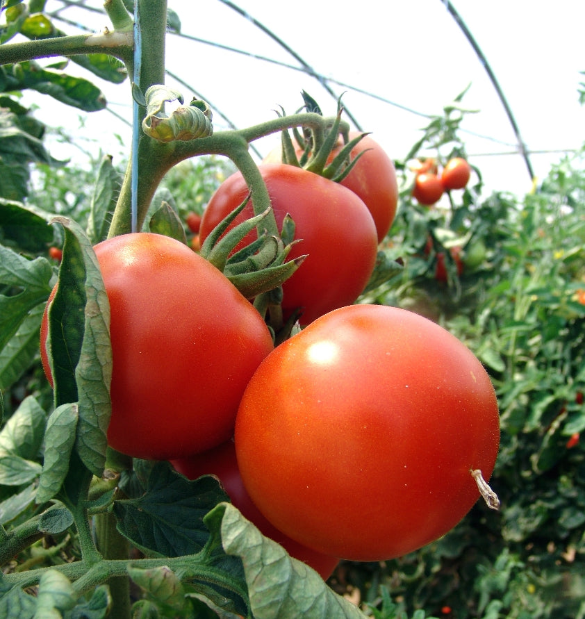 St. Pierre Heirloom Tomato Seed – Sweet Corn Organic Nursery