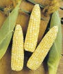 Trinity Corn Seed – Sweet Corn Organic Nursery