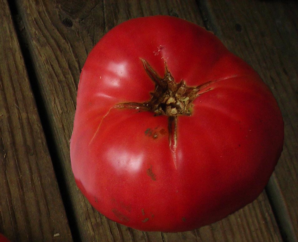 Vinson Watts Heirloom Tomato Seed – Sweet Corn Organic Nursery