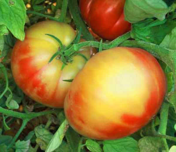 Virginia Sweet Heirloom Tomato Seed – Sweet Corn Organic Nursery
